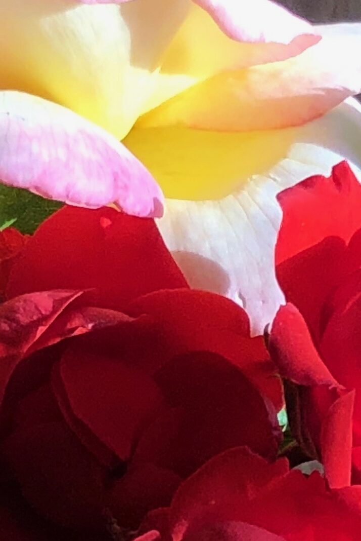 Signature Series - Blue Moon Perfume